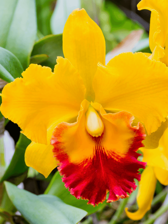 Orquídeas Cattleya - 04 Dicas para gerar muitas flores! - Jardim das ...