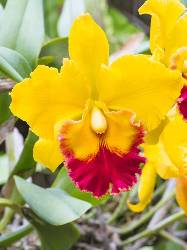 Orquídeas Cattleyas Felizes: A Importância dos Substratos Certos ...