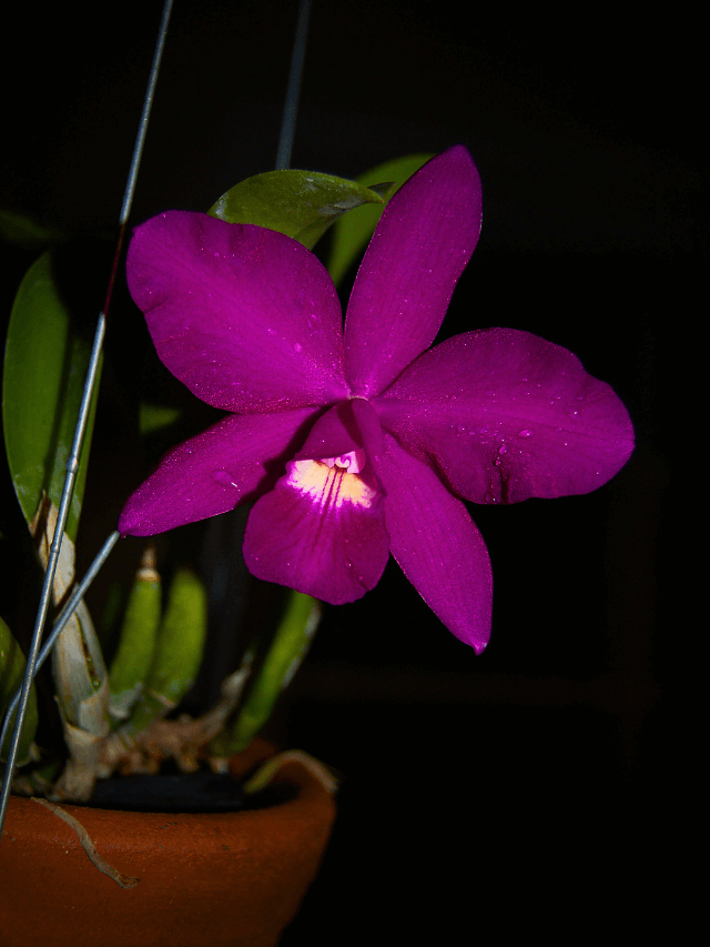 Orquídeas Cattleyas - Os 04 cuidados que geram muitas flores! - Jardim ...